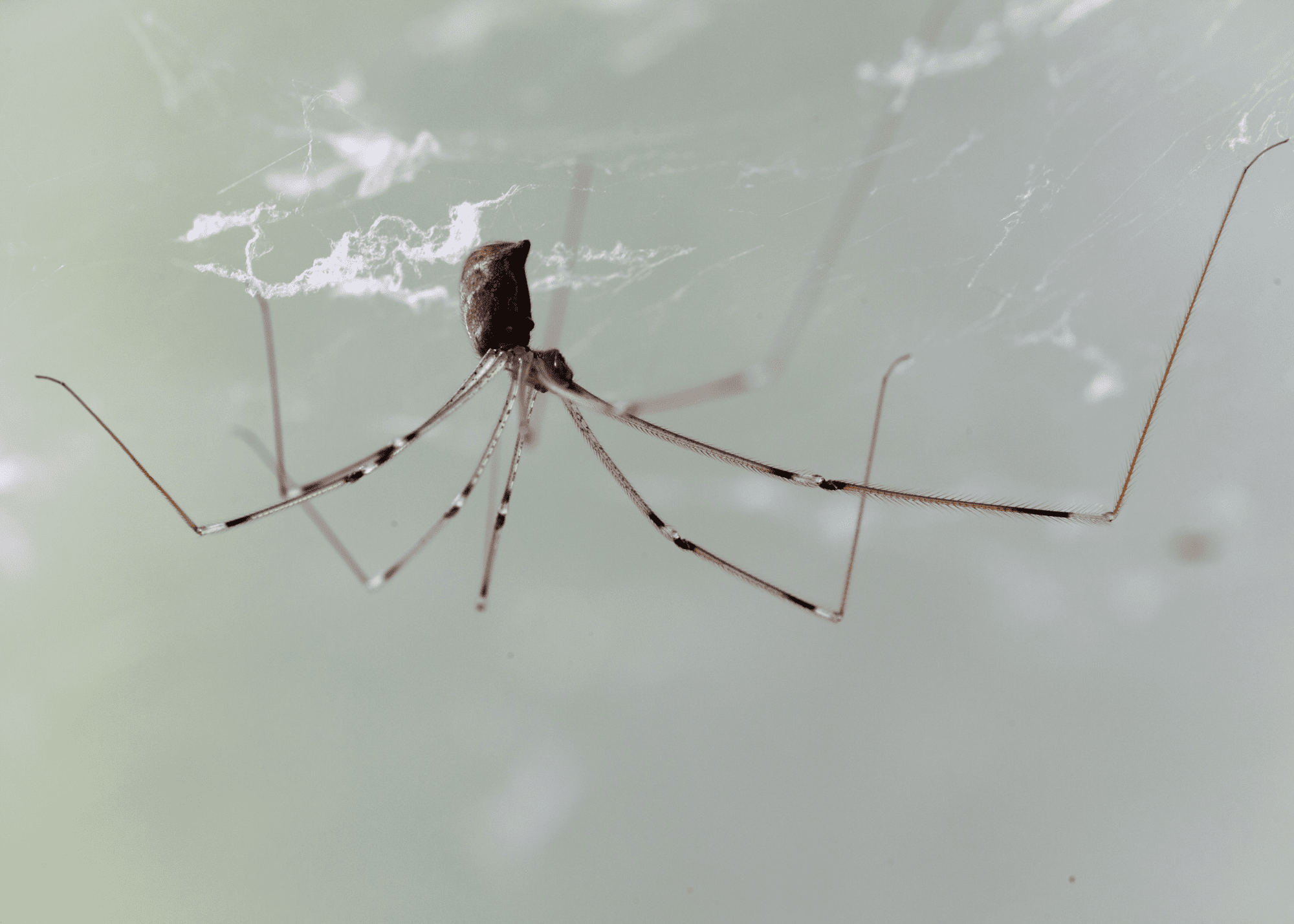 The Quiet Guests: What Daddy Long Legs Teach Us About Coexisting With ...